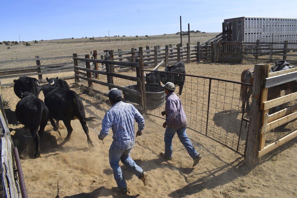 Navajo ranchers want imported beef labeled | News, Sports, Jobs - The ...